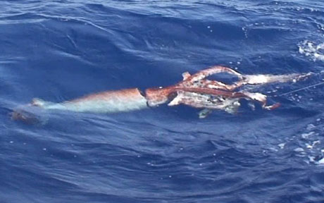 Amazing World: Vampire Squid ( Vampyroteuthis infernalis )