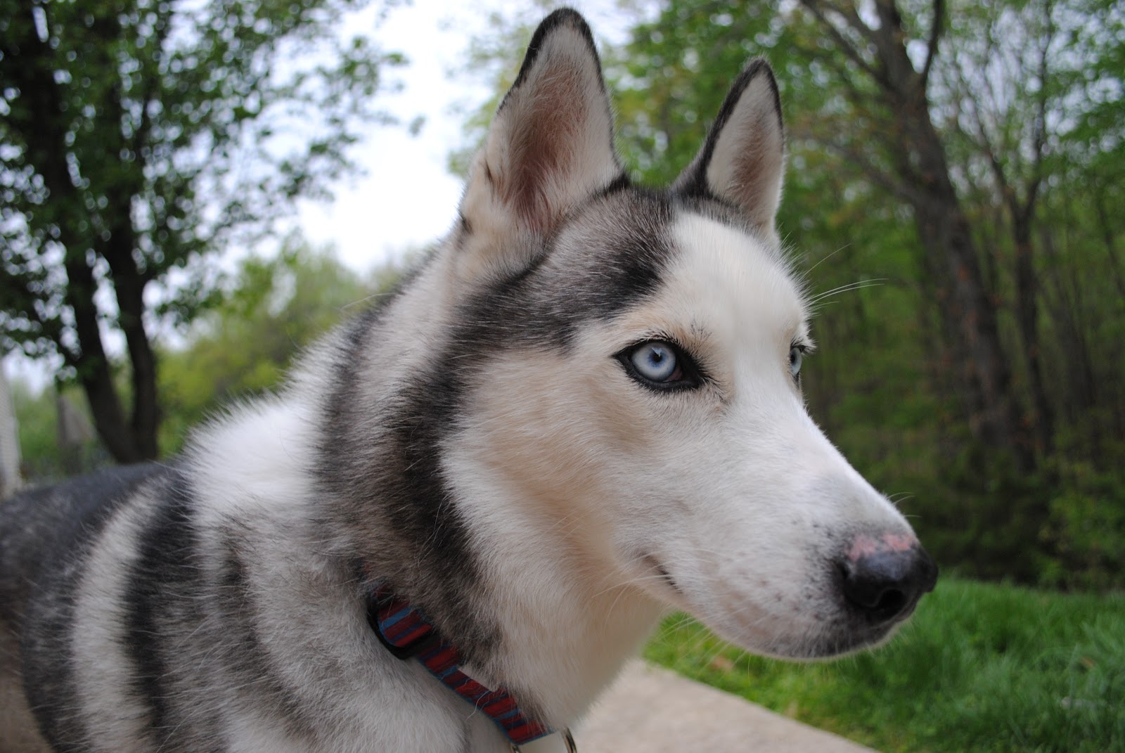 Coconut Retriever Dog at Neal Marquez blog