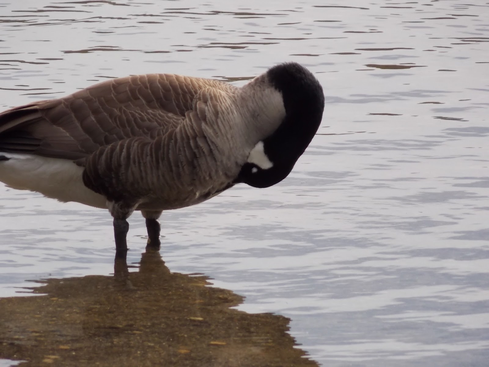 Living in Black Mountain, NC: The original Goose Neck