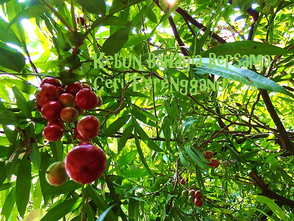 Kebun Bahagia Bersama: Pokok Buah Nadir Perupok