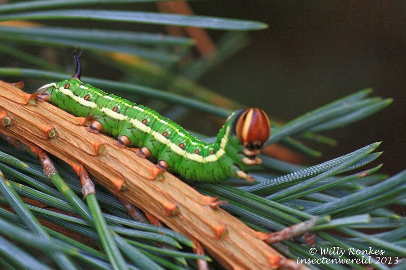 INSECTENWERELD: Rups dennenpijlstaart
