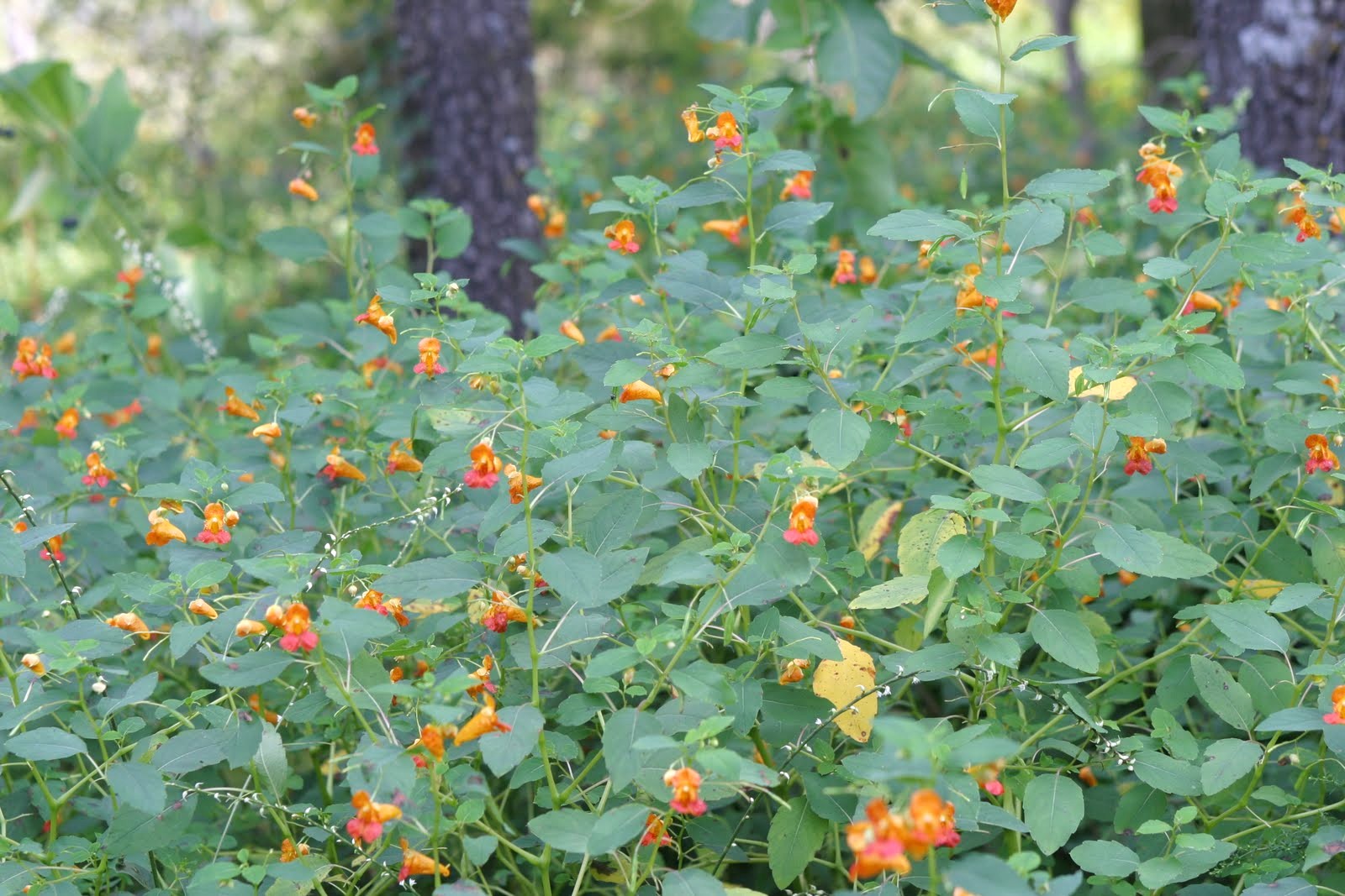 Growing Hermione's Garden: Impatiens capensis - Spotted Jewelweed