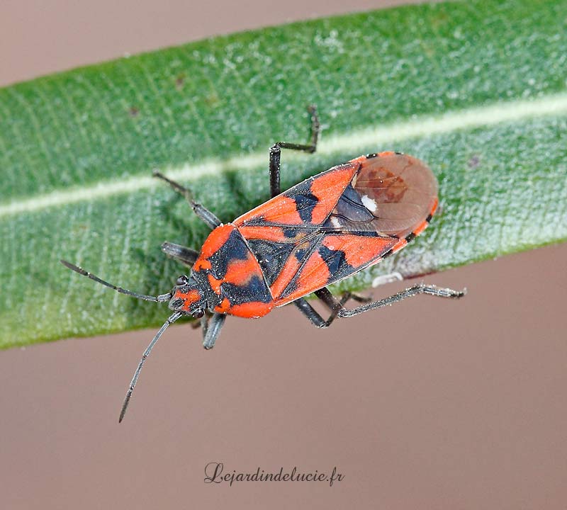 Spilostethus pandurus, une grande punaise rouge et noire