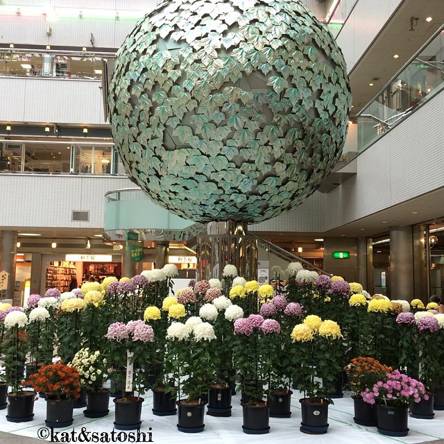 Our Adventures in Japan: kiku