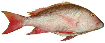 PEIXE VERMELHO CIOBA (Lutjanus analis)