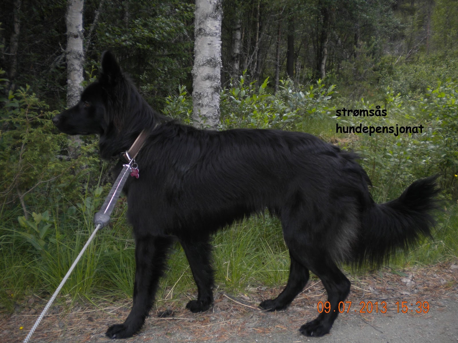 Strømsås Gård og Hundepensjonat: Svartrev