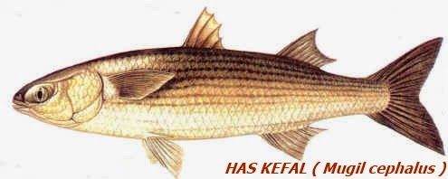 AMATÖR OLTA BALIKÇILIĞI: Kefal(Mugil cephalus)