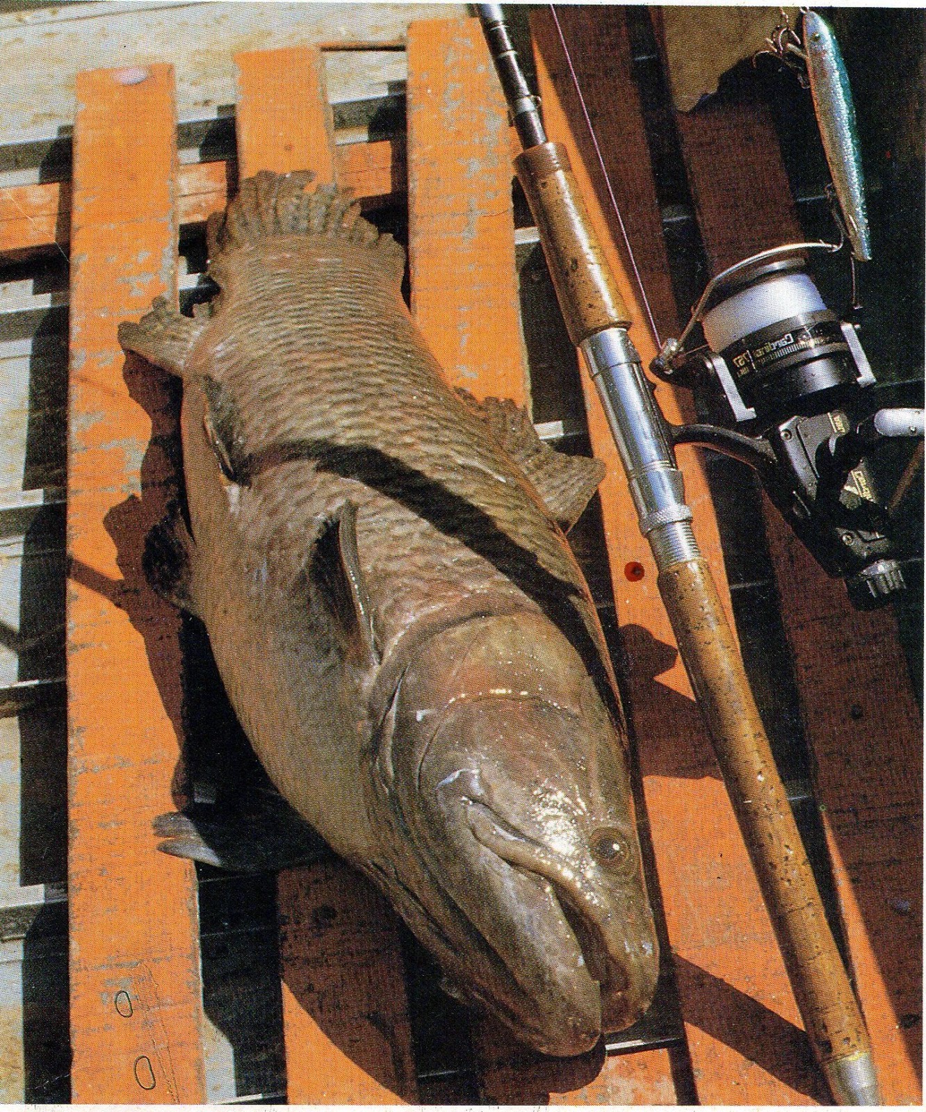 Revista Aruanã Lazer e Esporte no Meio Ambiente: TRAÍRAS E TRAIRÕES ...