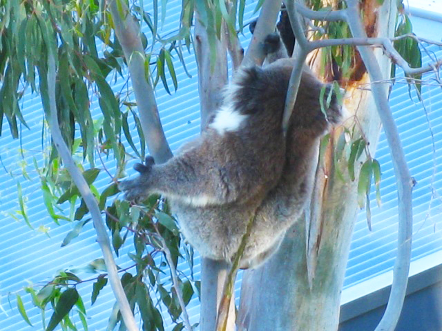 Cute Koala Kisses: Koalas Koalas Koalas!