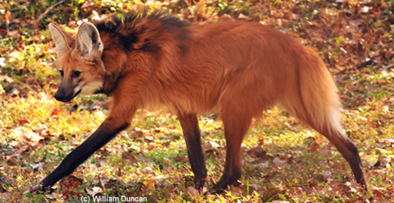 AUSTRALIAN FANTASY ADVENTURES