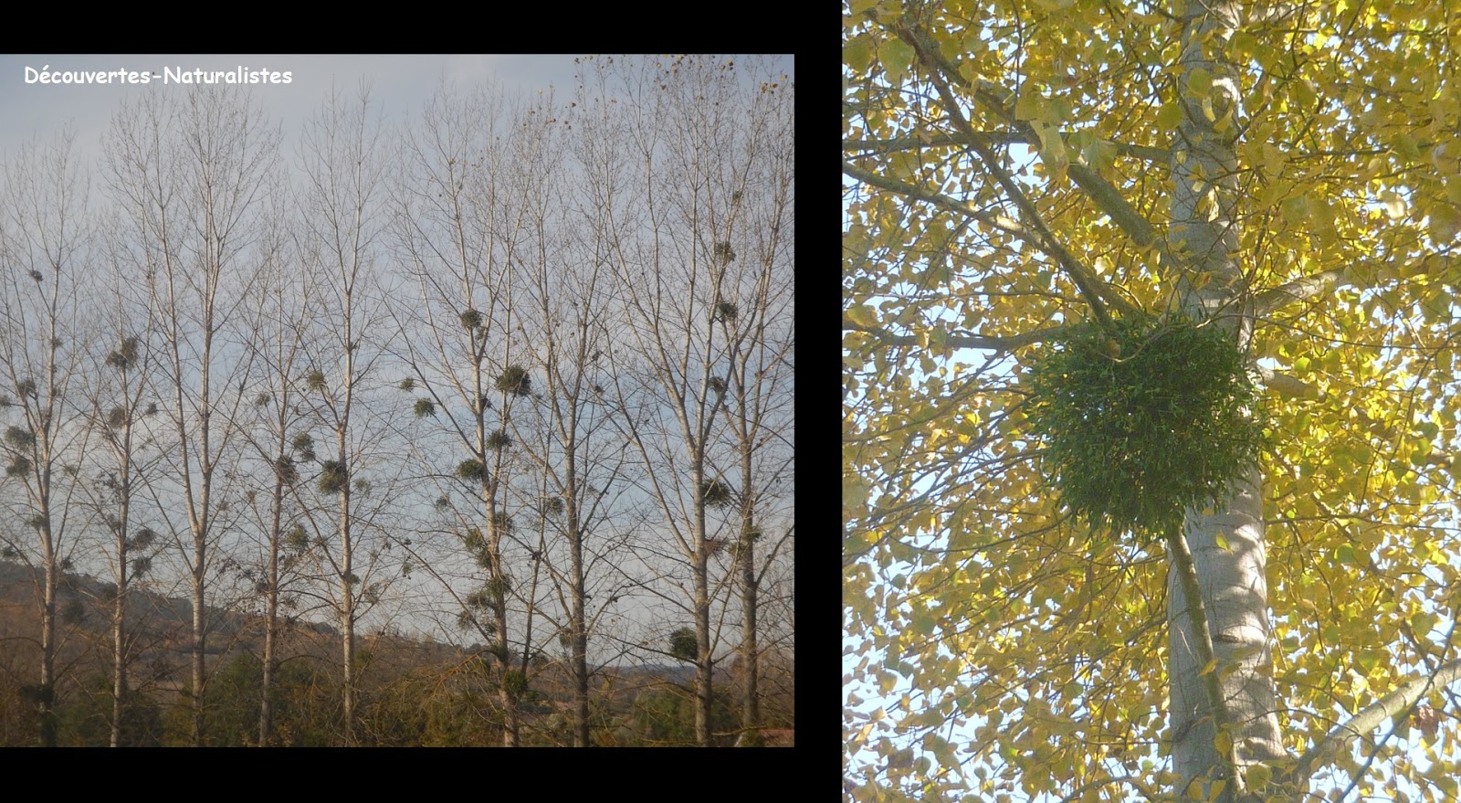 Découvertes Naturalistes: Le gui : plante parasite facile d'observation ...