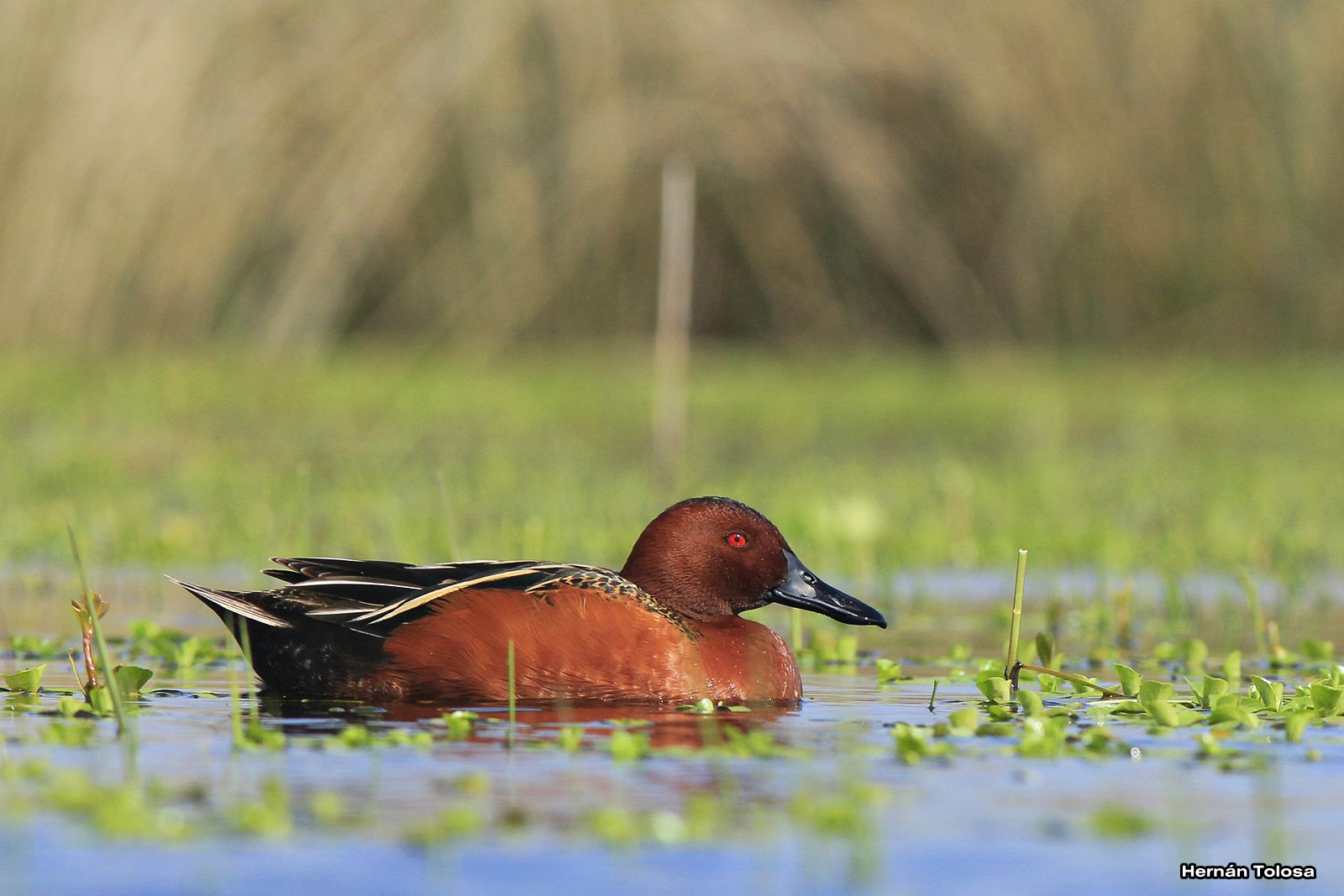 Aves de Argentina: Galería de pato colorado