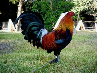 mi pasion los gallos: este gallo esta chido