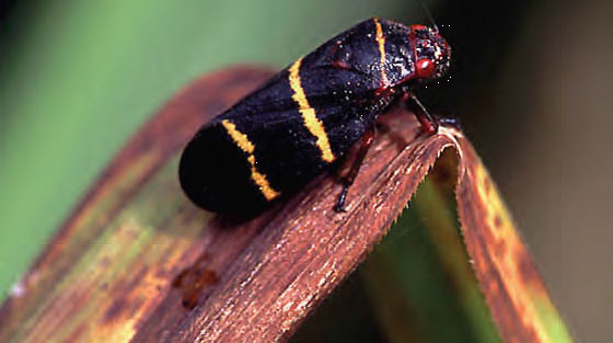 CULTIVOS PROMISORIOS