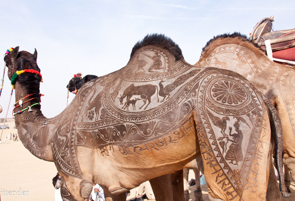 Simply Creative: Beautiful Camel Shearing at Bikaner Camel Festival