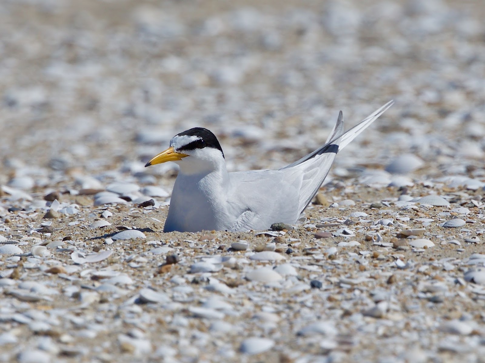 Avithera: Small terns on the Gippsland Lakes