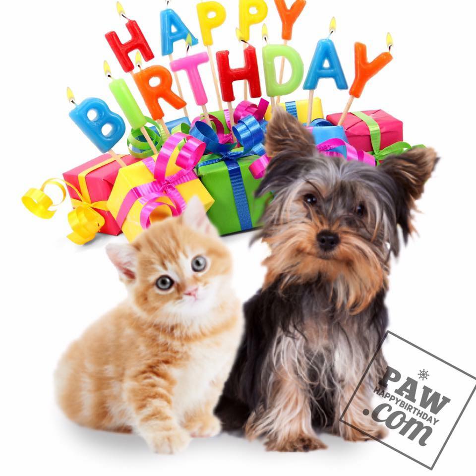 Happy Birthday Card Puppy Kitten happy-birthday-card-puppy-kitten