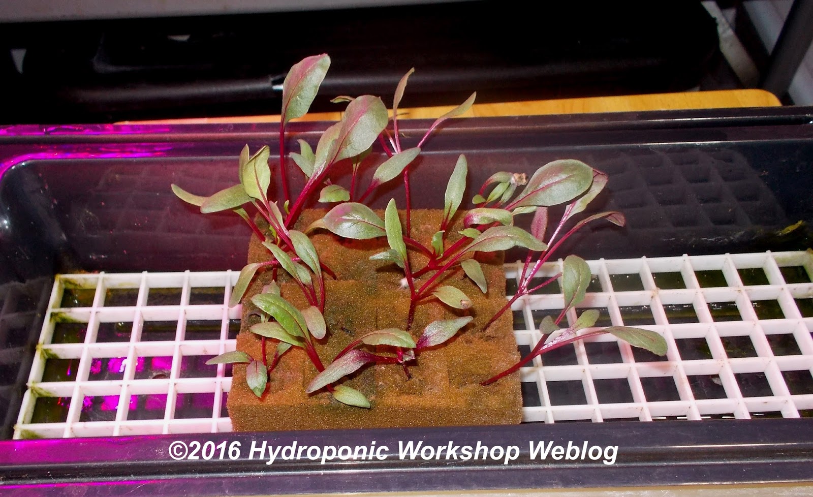 Hydroponic Workshop: Journal February 8, 2016 - Planting beet greens in ...