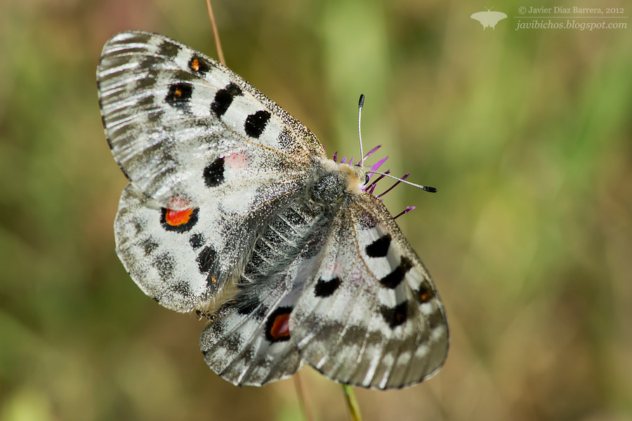 Bichos y plantas de León: Apolo