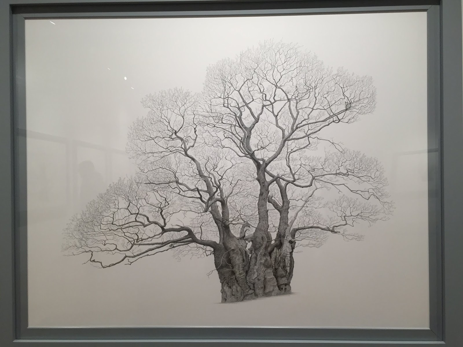 Pippa's Cabinet: A Legacy of Ancient Oaks by Mark Frith