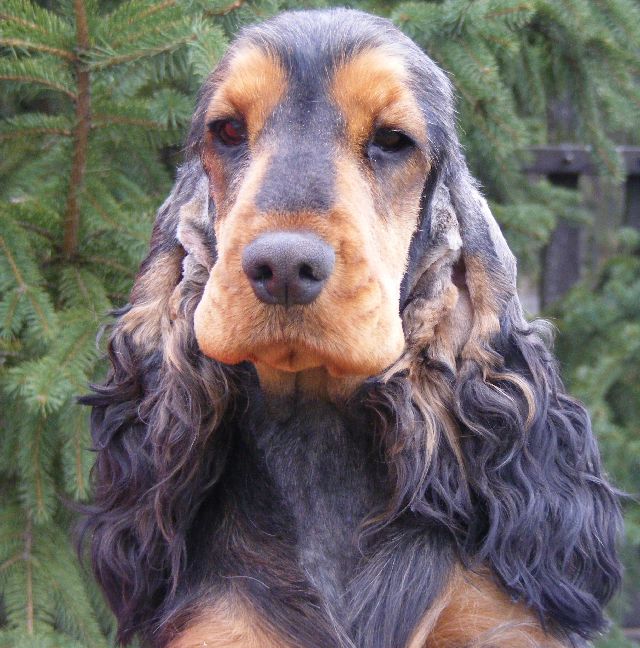 NUNCAJAMAS COCKER: EL COCKER DE COLOR SABLE