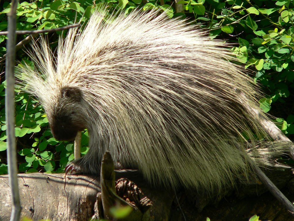 Ciências do Zé Pedro: Porco-espinho