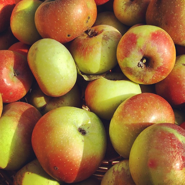 Racconti di Marche: Tutto il gusto della Mela Rosa