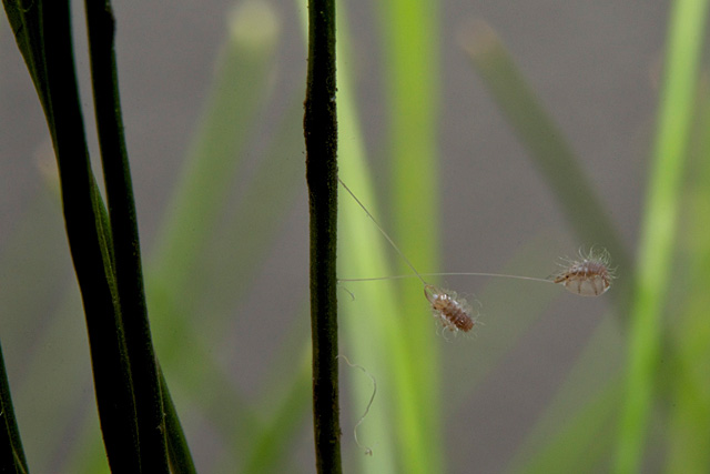 ムシをデザインしたのはダレ？: クサカゲロウ 孵化
