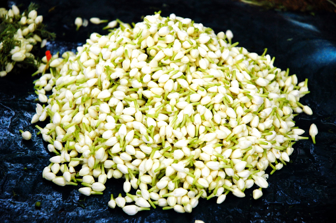 NSS EXPORTS: Madurai malligai (Jasmine flowers)