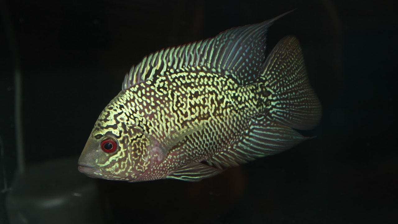 Flowerhorn The Hybrid Cichlids: King Kamfa Felame