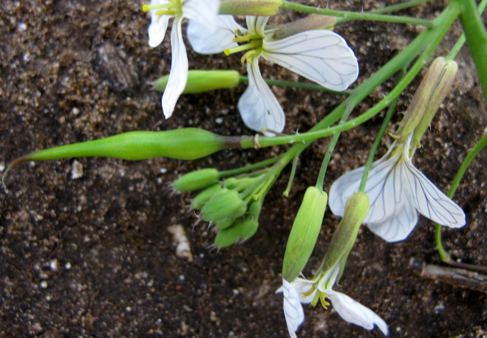 FLORA NEL SALENTO e.. anche altrove: Raphanus raphanistrum L. subsp. raphanistrum - Brassicaceae ...