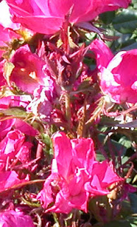 Piedmont NC Gardening: Here it Comes - Rose Rosette Disease