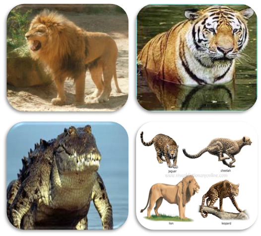 Animals Eat Different Food