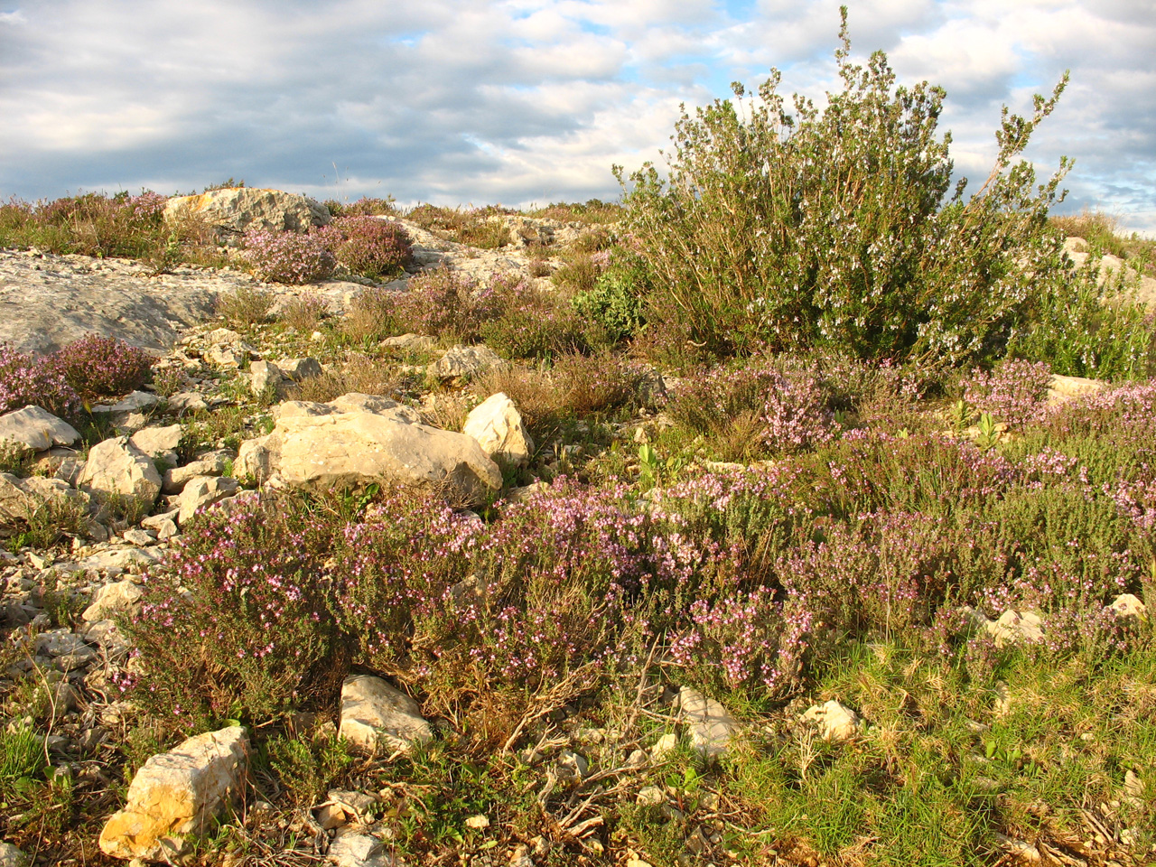 La gastronomie française: Les fromages de Provence