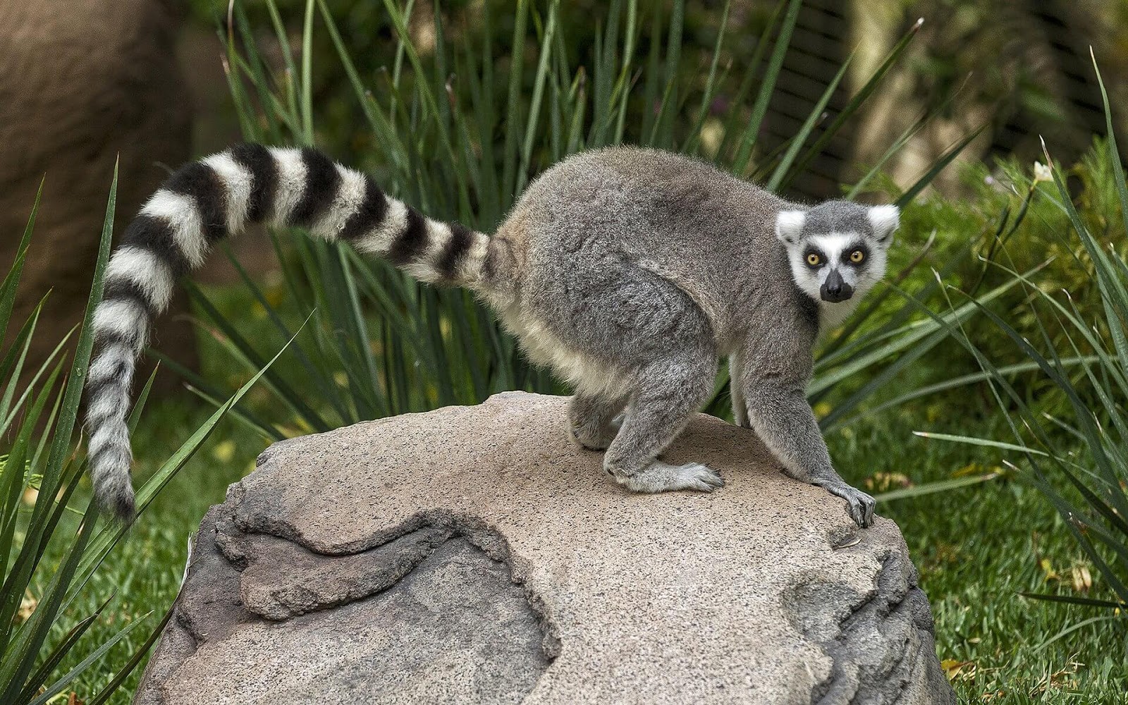 Best Lemur HD Wallpaper Photos Images Free Download