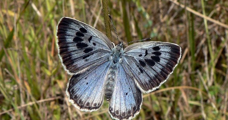 Variety of Life: Maculinea