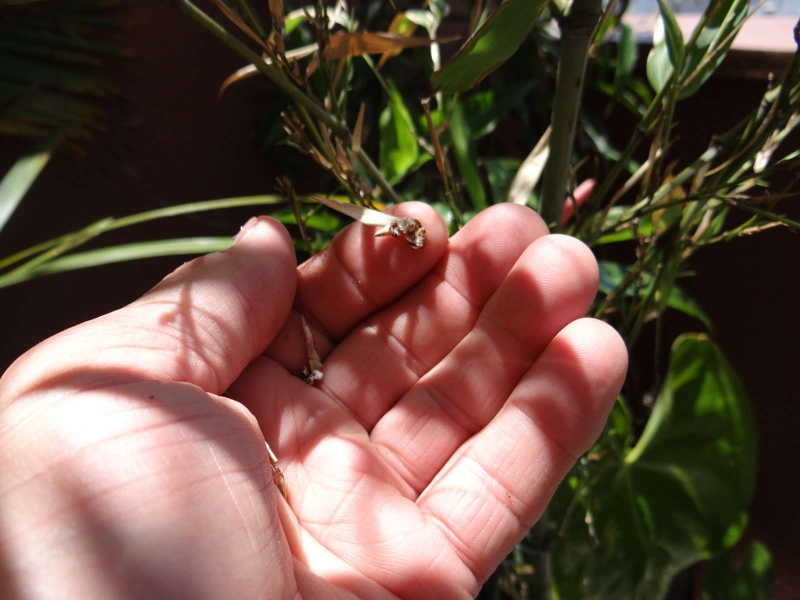 Agrobambu/Bambuplatz Garten: INSETOS DO BAMBU - BAMBOO INSECTS