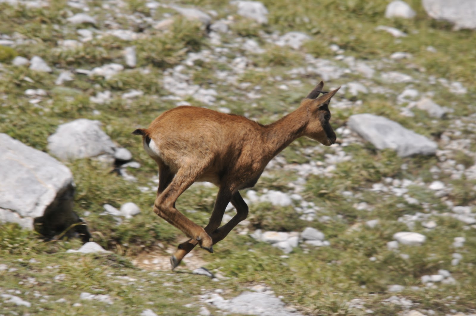 EL NIDO DEL XUAN: EL REBECO (Rupicabra rupicabra)