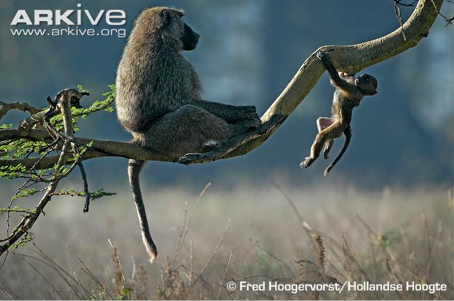 Let's Talk Primates: Defining the term "primate"