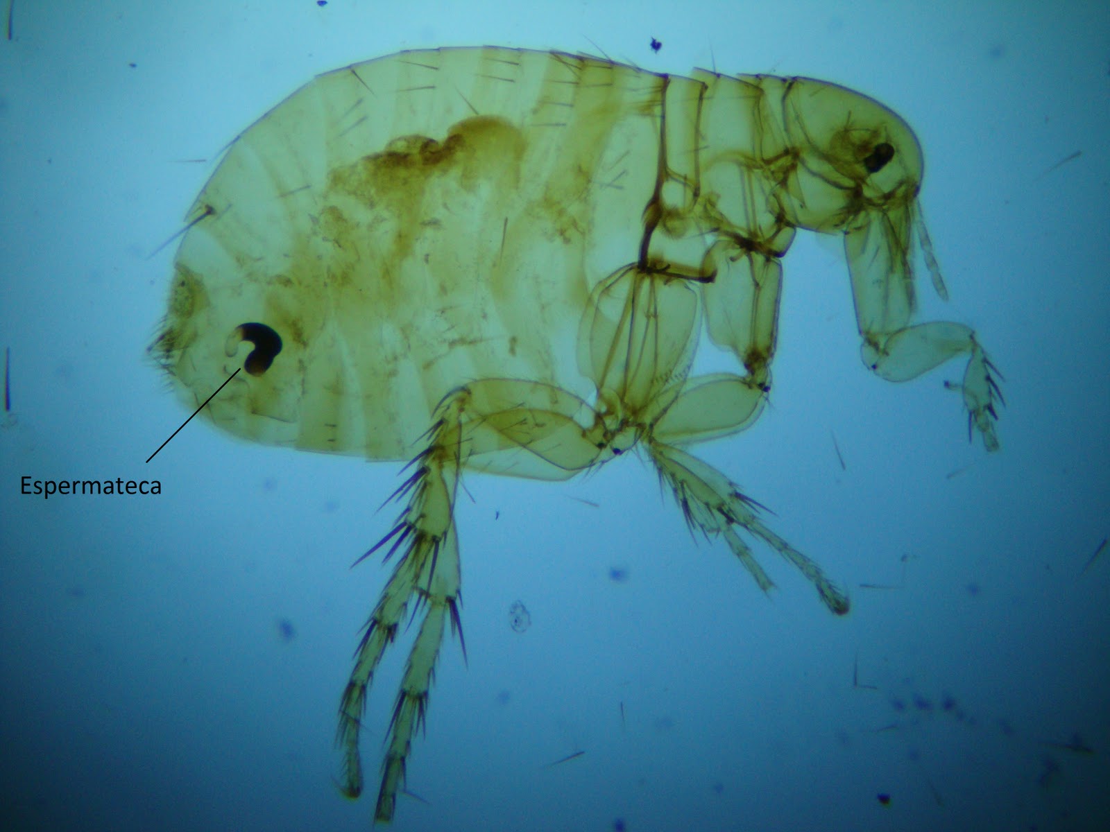 Parasitologia: Filo Arthropoda. Classe Insecta. Ordem Siphonaptera.