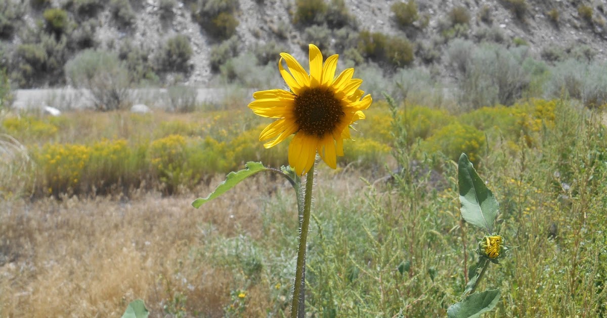 Committed Stitcher: New Mexico Sunflowers