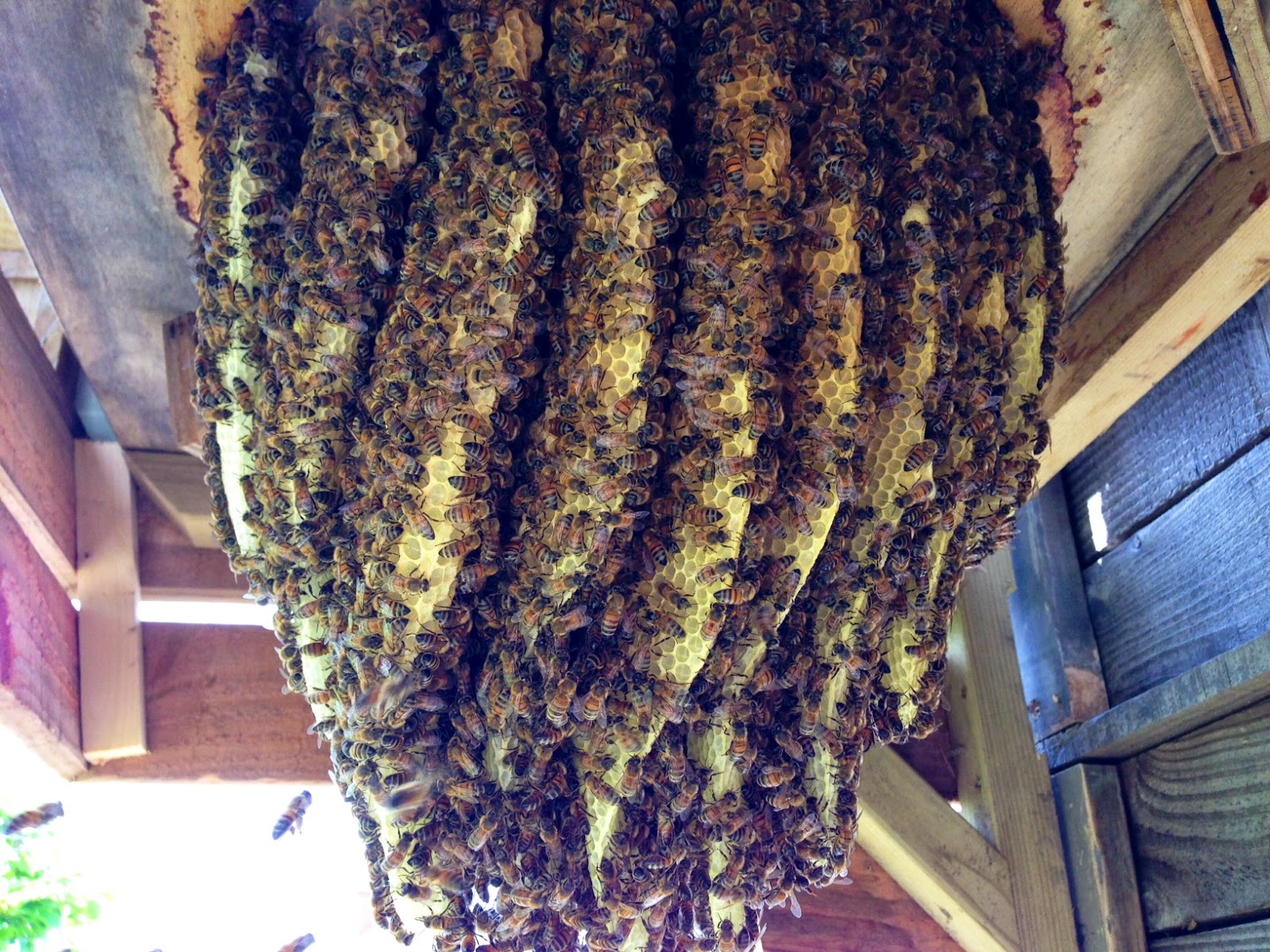 BeesWing.net: Sun Hive Abundance