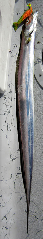 The Vetter Family: Ribbon Fish