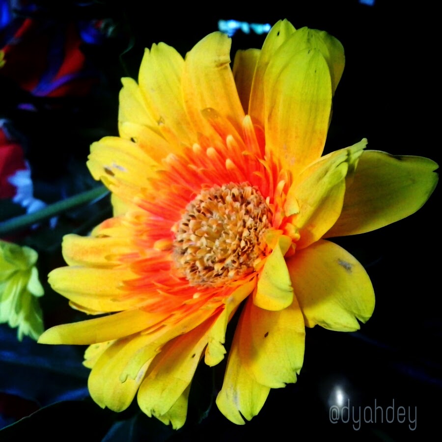 Paling Bagus 23+ Gambar Bunga Ngeblur - Gambar Bunga Indah