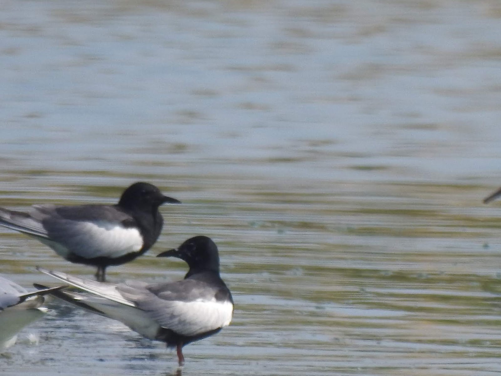 PASARI DIN ROMANIA: CHIRIGHITA CU ARIPI ALBE, Chlidonias leucopterus