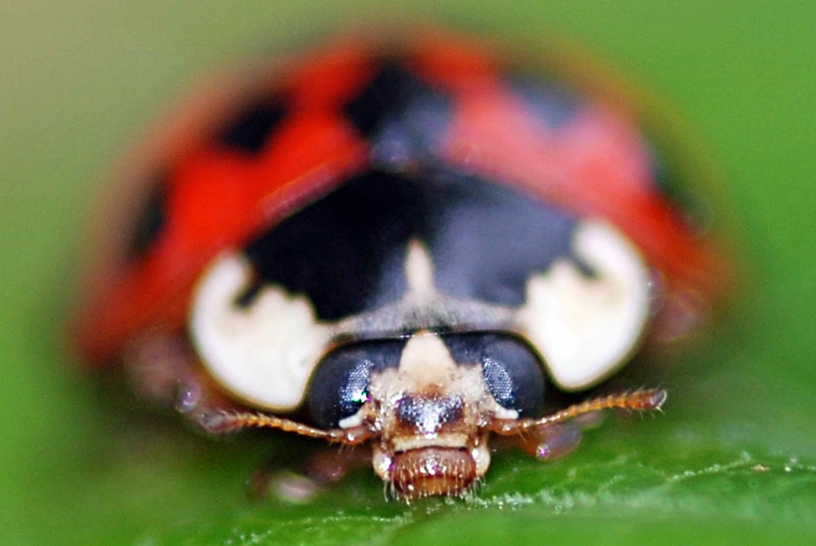 Ladybird | The Life of Animals