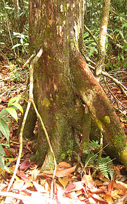 Forest Dweller: Field Trip to Penang National Park 3 - 5 Feb 2012