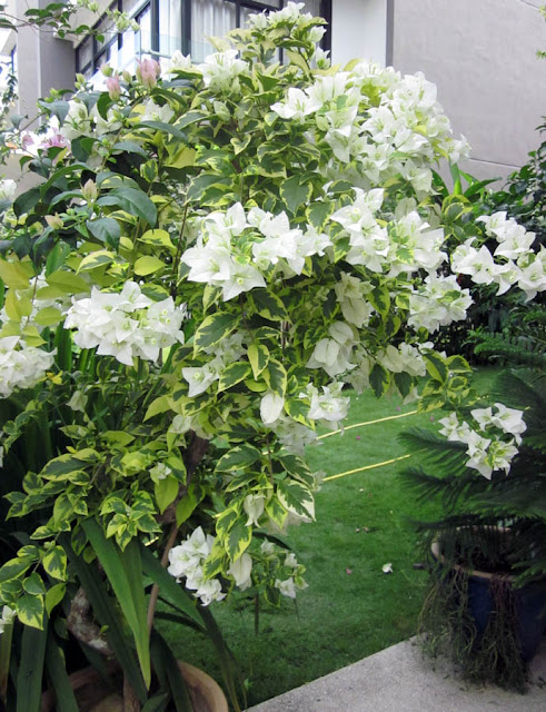 S T i l e T To: The Bougainvillea Flaunt