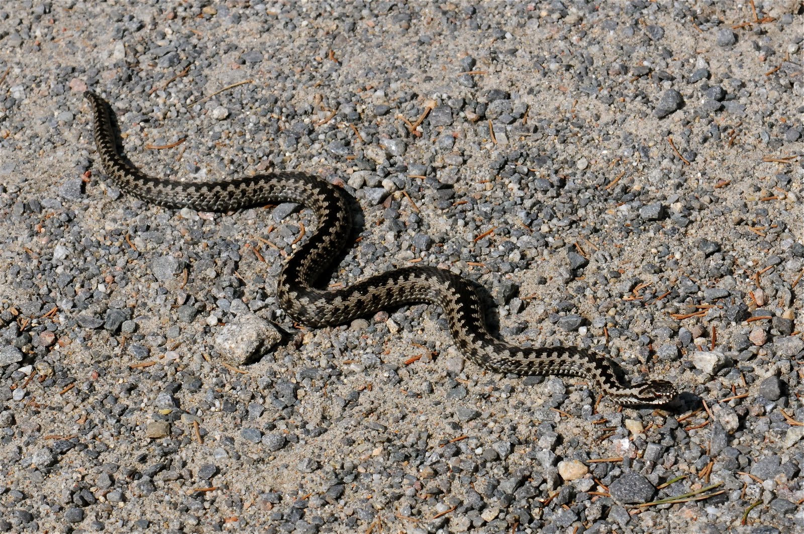 Naturfoto Einar Hugnes: Hoggorm, laksender, horndykkere etc.