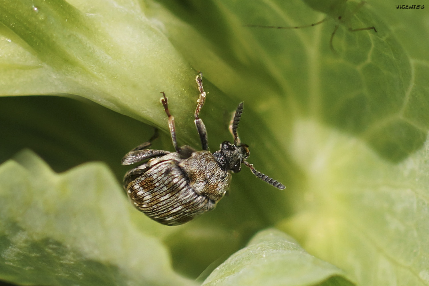 Fauna silvestre de Hormaza: Bruchus pisorum